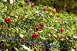 Garden Practice: Cranberries: Detect and combat diseases and pests | 2025