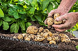 Trädgårdspraxis: Potatis sjukdomar - upptäckt och bekämpning | 2025