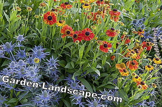 Landscaping: Bed Design With The Color Wheel - Triad, Contrast ...