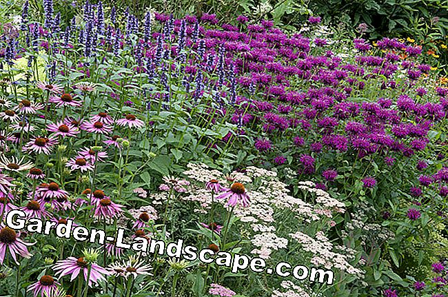 Landscaping: Bed Design With The Color Wheel - Triad, Contrast ...