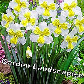Landscaping: Evergreen Bed: Design Tips - My Beautiful Garden | 2025