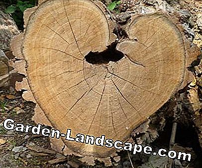 Landscaping: Garden Ideas With Heart - My Beautiful Garden | 2025