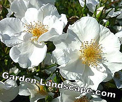Landscaping: Golden Rose Of Baden-Baden - My Beautiful Garden | 2025