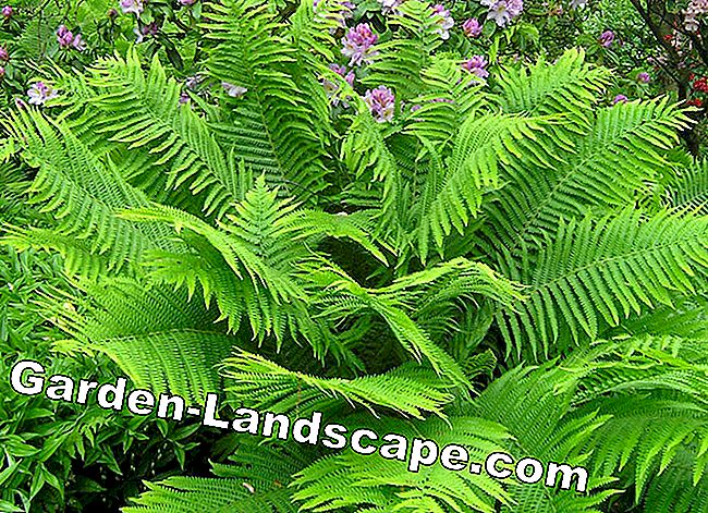 Landscaping: Grasses And Ferns: Subtle Play With Shape And Color - My ...