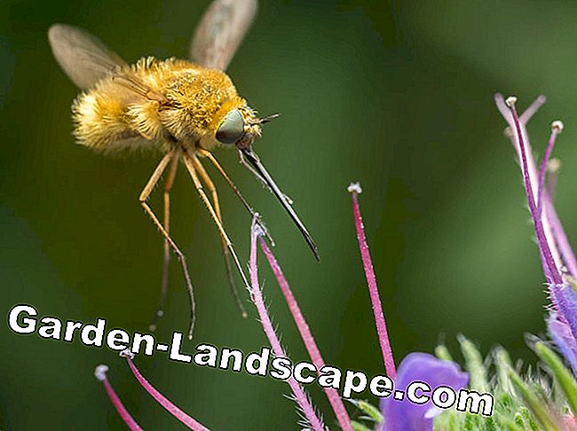Landscaping: Insect Friendly Bed For Replanting - My Beautiful Garden ...