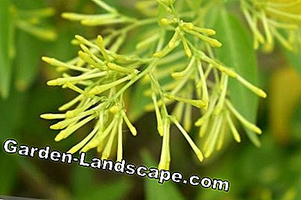 Garden Practice: Tips for plant hibernation | 2025