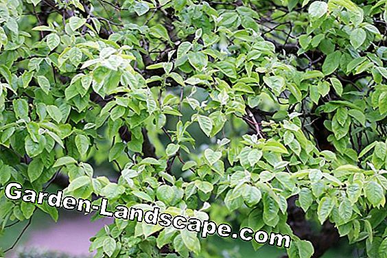 Care of the garden: Quince tree cutting - time and instructions | 2025