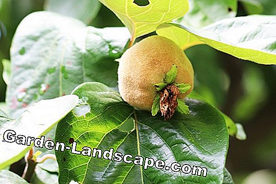 Care of the garden: Quince tree cutting - time and instructions | 2025