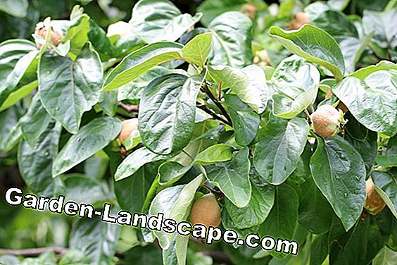 Care of the garden: Quince tree cutting - time and instructions | 2025