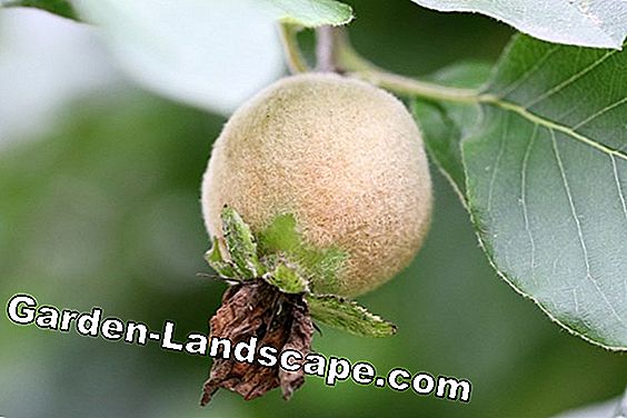 Care of the garden: Quince tree cutting - time and instructions | 2025