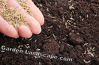 Care of the garden: Shadow grass - Tips for sowing and care | 2025