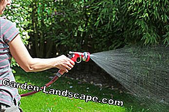 Care of the garden: Shadow grass - Tips for sowing and care | 2025