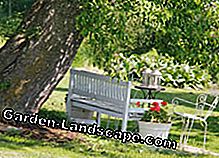 Care of the garden: Shadow grass - Tips for sowing and care | 2025