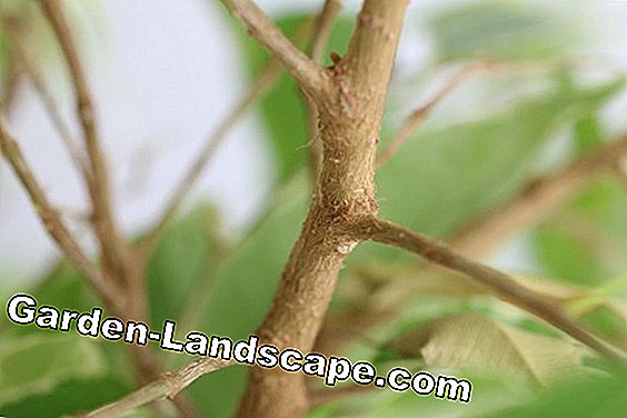 Care of the garden: How to properly cut the Ficus Benjamini - a guide ...