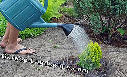 Garden Practice: Conifers Fertilize - My Beautiful Garden | 2025