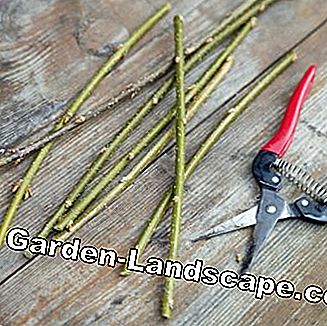 Garden Practice: Forsythia Multiply Through Plywood - My Beautiful ...