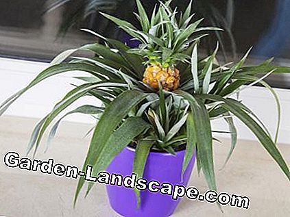 Garden Practice: To Multiply Pineapple Plants - My Beautiful Garden | 2025