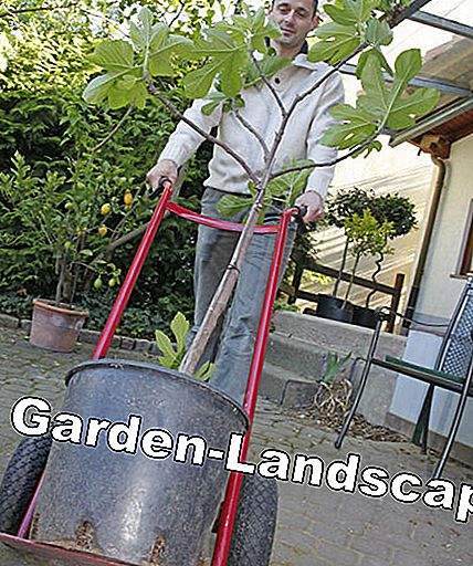 Garden Practice: Moving With Plants - My Beautiful Garden | 2025