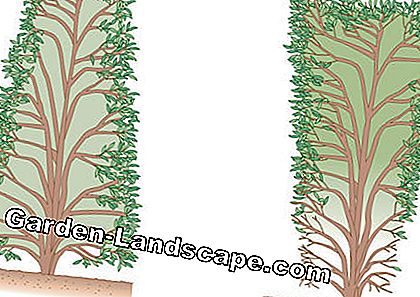 Lifestyle: Hedge Cut: The Most Important Tips - My Beautiful Garden | 2025