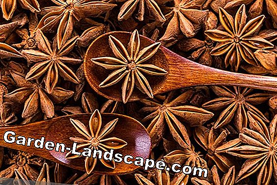 Lifestyle: Star anise plant, cultivate the Illicium verum yourself | 2025