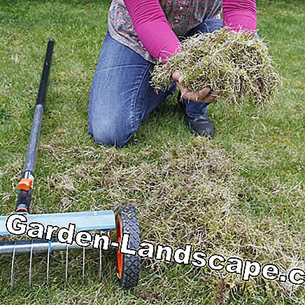Other: Use The Hand Scarifier Correctly - My Beautiful Garden | 2025