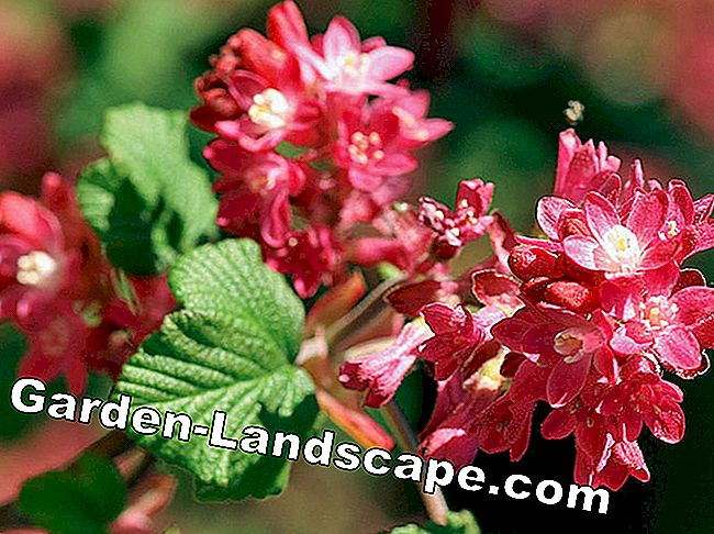 Lifestyle: Botanical Color Names And Their Meaning - My Beautiful ...