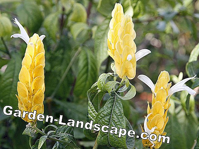 Lifestyle: Botanical Color Names And Their Meaning - My Beautiful ...