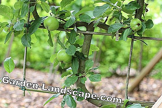 Garden Practice: Trellis fruit with free-standing trellises - this is ...