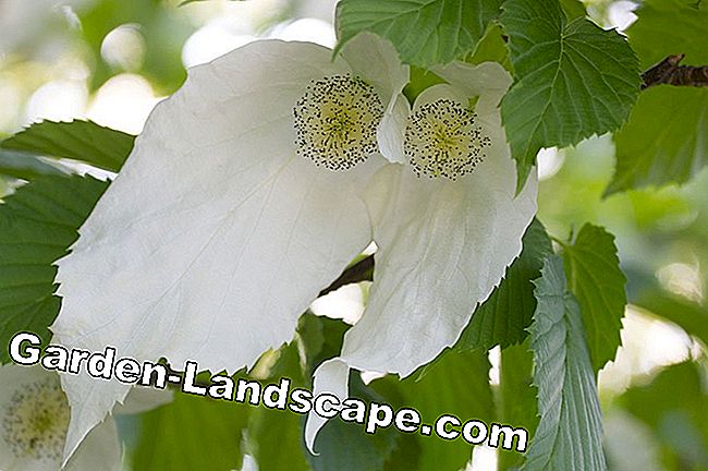 Other: Handkerchief tree - Plant, cultivate and multiply | 2025