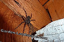 Other: Catch spiders, but do not kill - we show how! | 2025