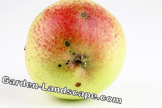 Other: Fight apple scab: spray against the fungus on the apple tree | 2025