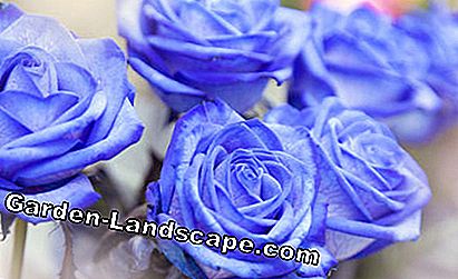 Plants: Blue Roses: The Best Varieties - My Beautiful Garden | 2025