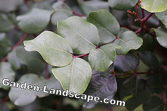 Plants: Carob tree - plants and care | 2025