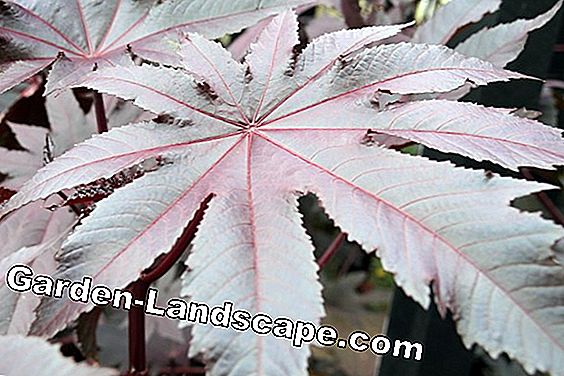 Plants: Castor bean plant - growing from seed, multiply and overwinter ...