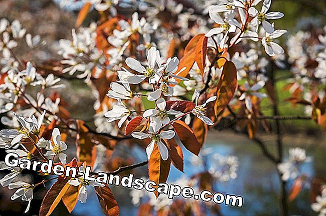 Plants: Copper Rock Pear - plants, fertilize and cut | 2025