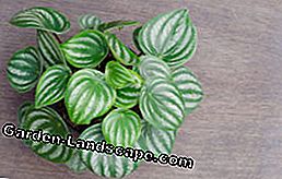 Plants: Planting dwarf pepper: Important information for substrate and ...