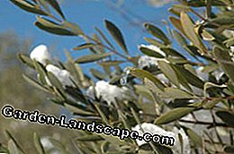 Plants: Overwinter the olive tree: this way, the Mediterranean woods ...