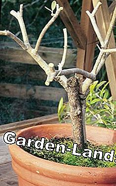 Plants: Cut Olive Tree - My Beautiful Garden | 2025