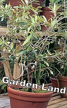 Plants: Cut Olive Tree - My Beautiful Garden | 2025