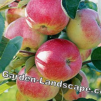 Plants: Summer Apples: The Best Early Apple Varieties - My Beautiful ...