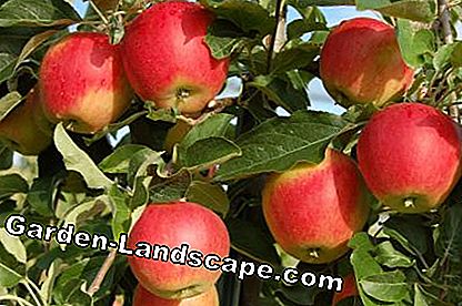Plants: Summer Apples: The Best Early Apple Varieties - My Beautiful ...