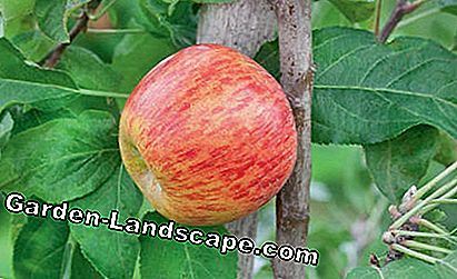 Plants: Summer Apples: The Best Early Apple Varieties - My Beautiful ...