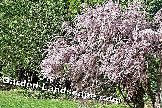 Plants: Tamarisk - planting, grooming and cutting | 2025